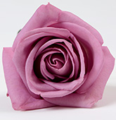 multiflora.com | Growing and distributing fresh cut flowers to over 35 ...