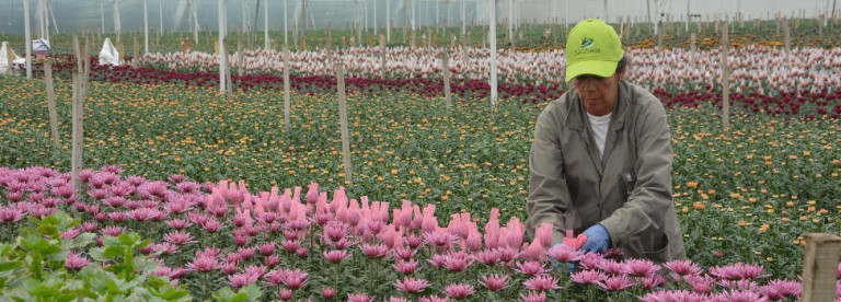 About Us | Multiflora