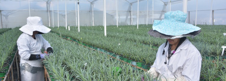 About Us | Multiflora