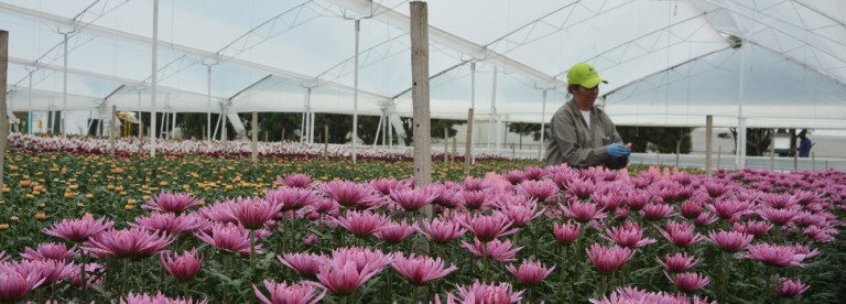 About Us | Multiflora