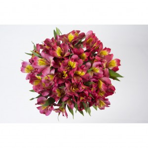 Category: Alstroemeria | Multiflora