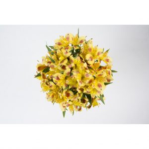 Category: Alstroemeria | Multiflora