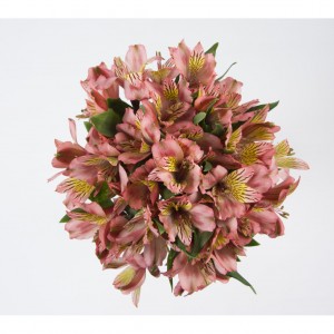 Category: Alstroemeria | Multiflora