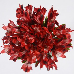 Category: Alstroemeria | Multiflora