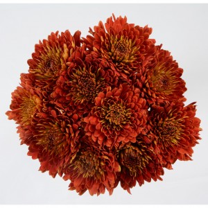 Category: Mums & Cremones | Multiflora