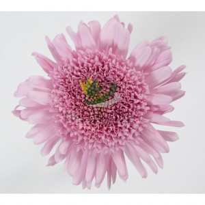 Category: Mums & Cremones | Multiflora