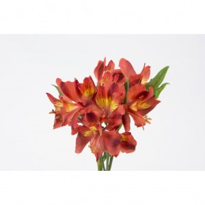 Category: Alstroemeria | Multiflora