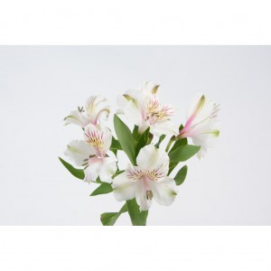Category: Alstroemeria | Multiflora