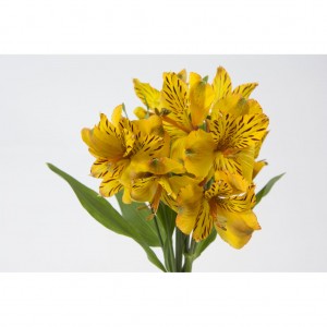 Category: Alstroemeria | Multiflora