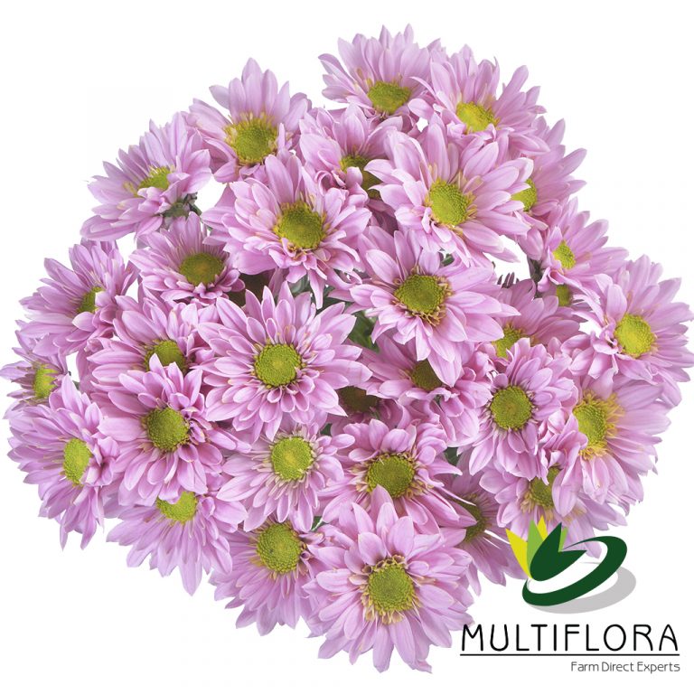 Category: Daisy Poms | Multiflora