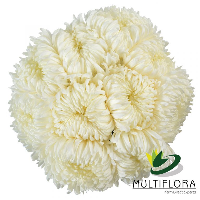 Category: Mums & Cremones | Multiflora