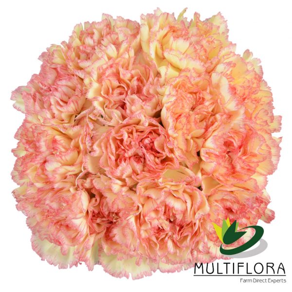 Category: Carnations | Multiflora