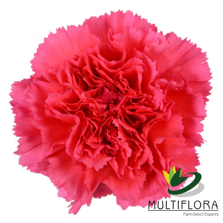 Category: Carnations | Multiflora