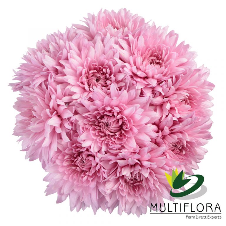 Category: Mums & Cremones | Multiflora