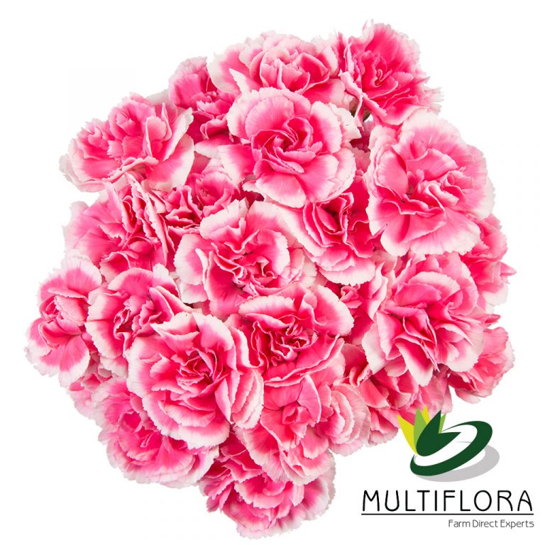 Category: Mini carnations | Multiflora