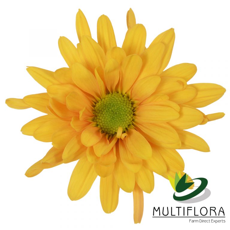 Growing and distributing fresh cut flowers to over 35 countries since ...