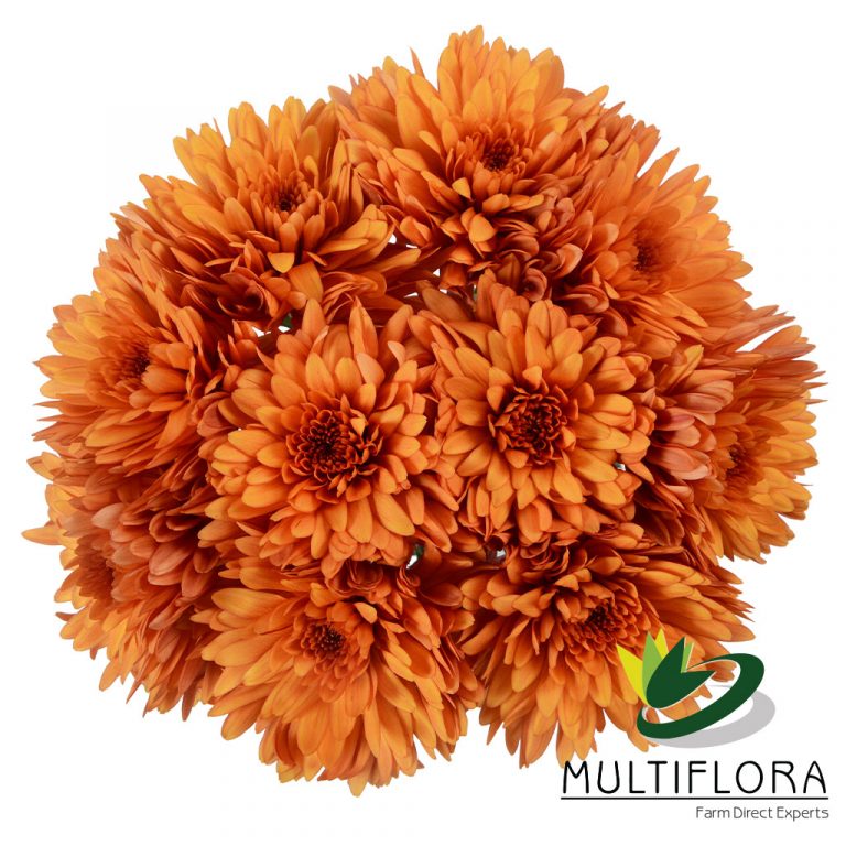 Category: Mums & Cremones | Multiflora