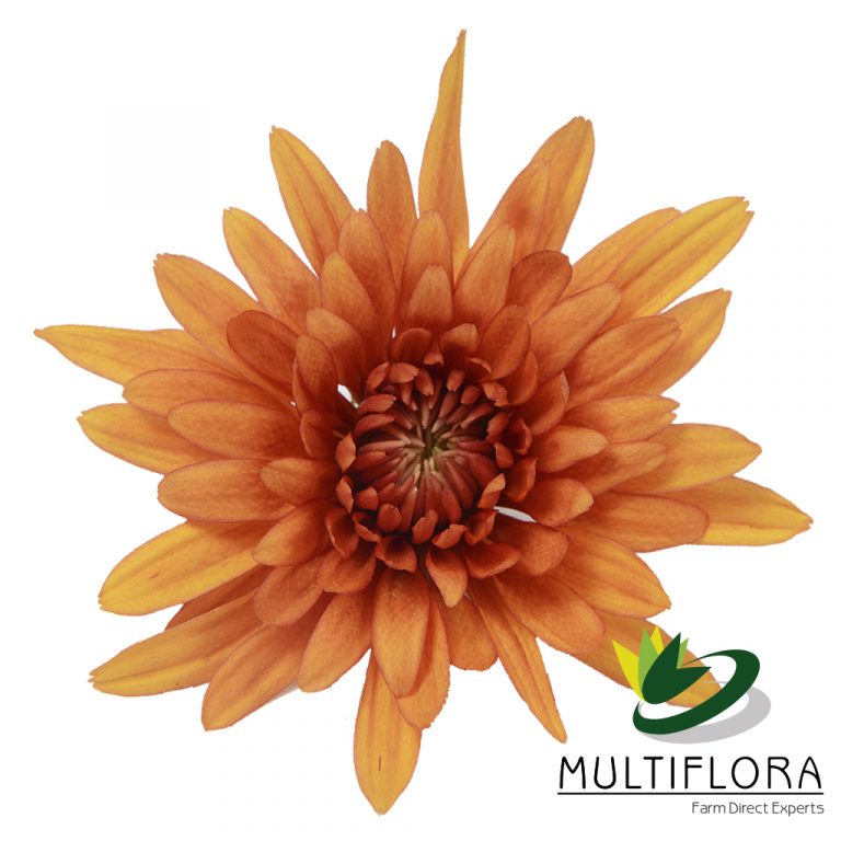 Category: Cushion Poms | Multiflora