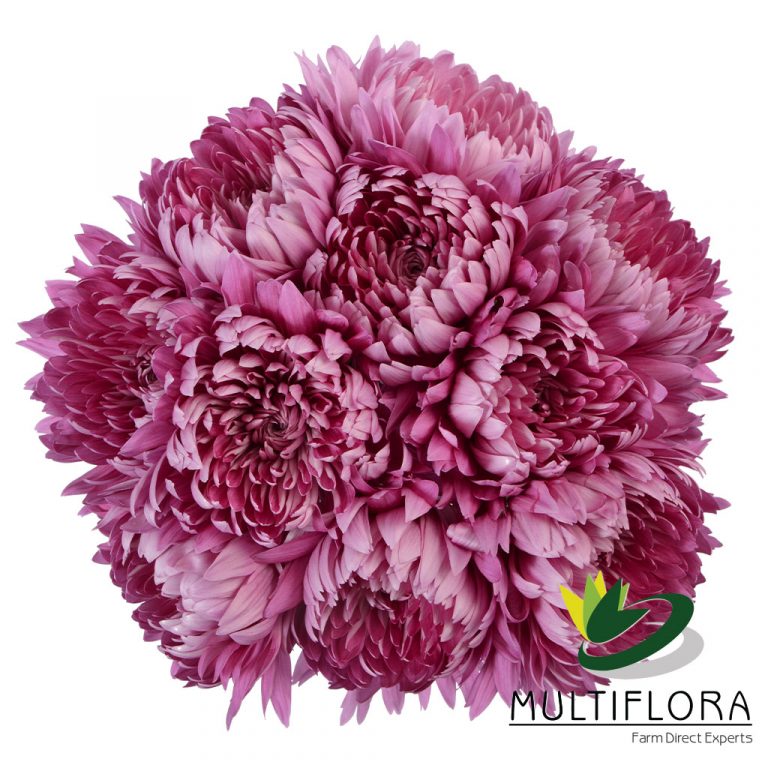 Category: Mums & Cremones | Multiflora