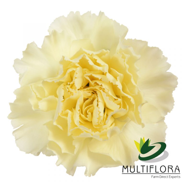 Category: Carnations | Multiflora