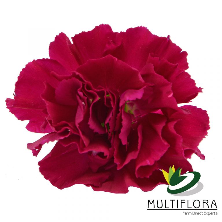 Category: Mini carnations | Multiflora