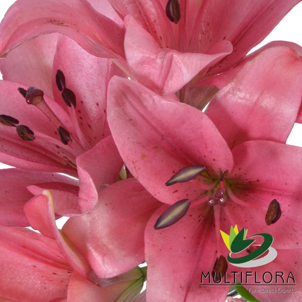 Products | Multiflora