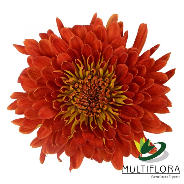 Category: Mums & Cremones | Multiflora