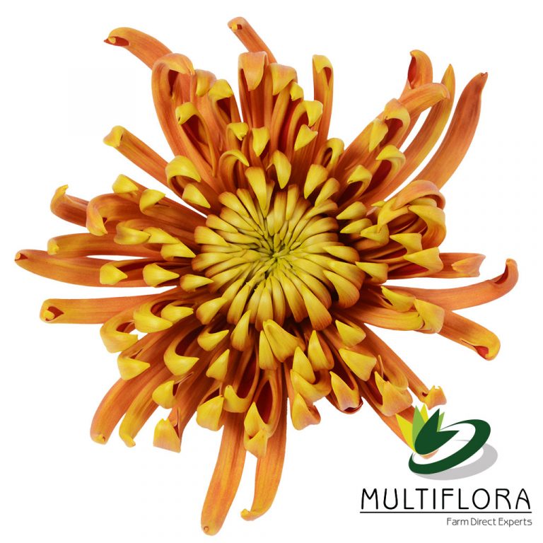 Category: Spider Mums | Multiflora