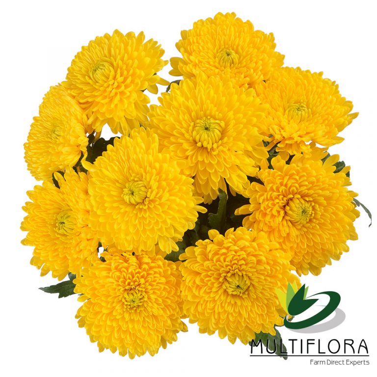 Category: Mums & Cremones | Multiflora