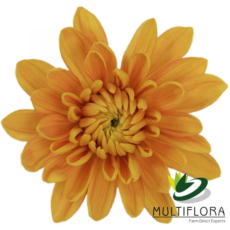 Category: Cushion Poms | Multiflora