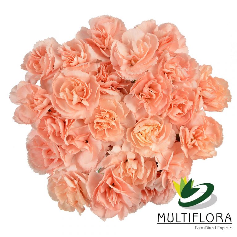 Category: Mini carnations | Multiflora