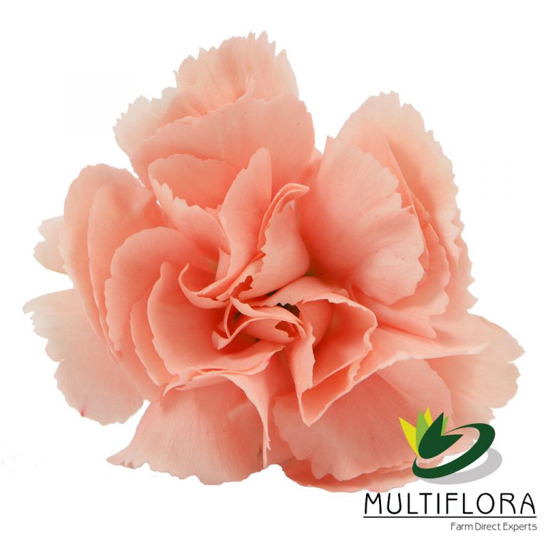 Category: Mini carnations | Multiflora