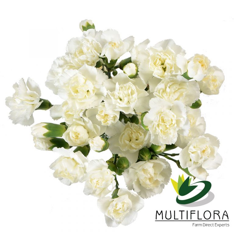 Category: Mini carnations | Multiflora