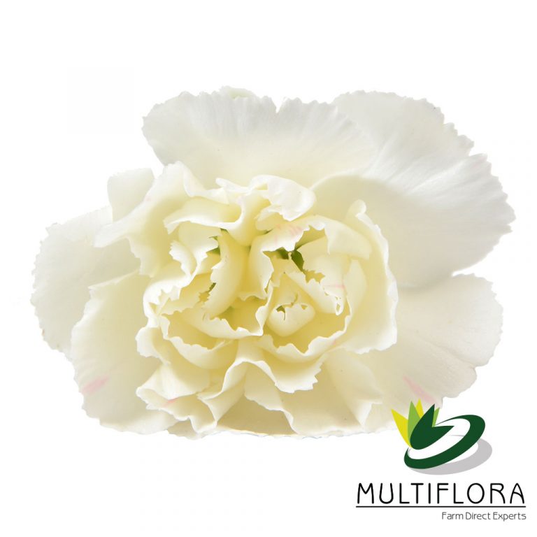 Category: Mini carnations | Multiflora