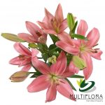 Growing and distributing fresh cut flowers to over 35 countries since ...