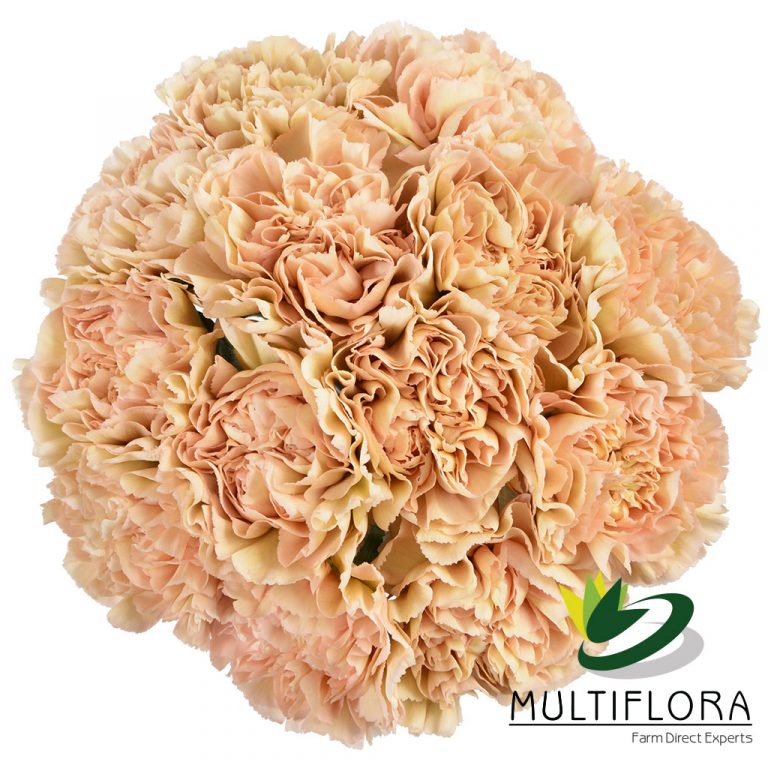 Lege Marrone | Multiflora