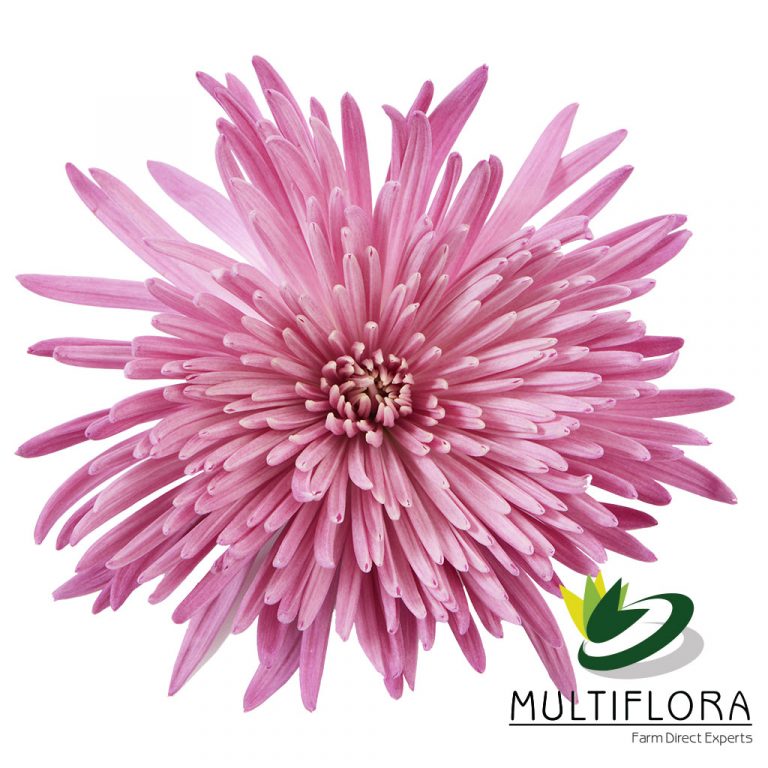 Category: Spider Mums | Multiflora