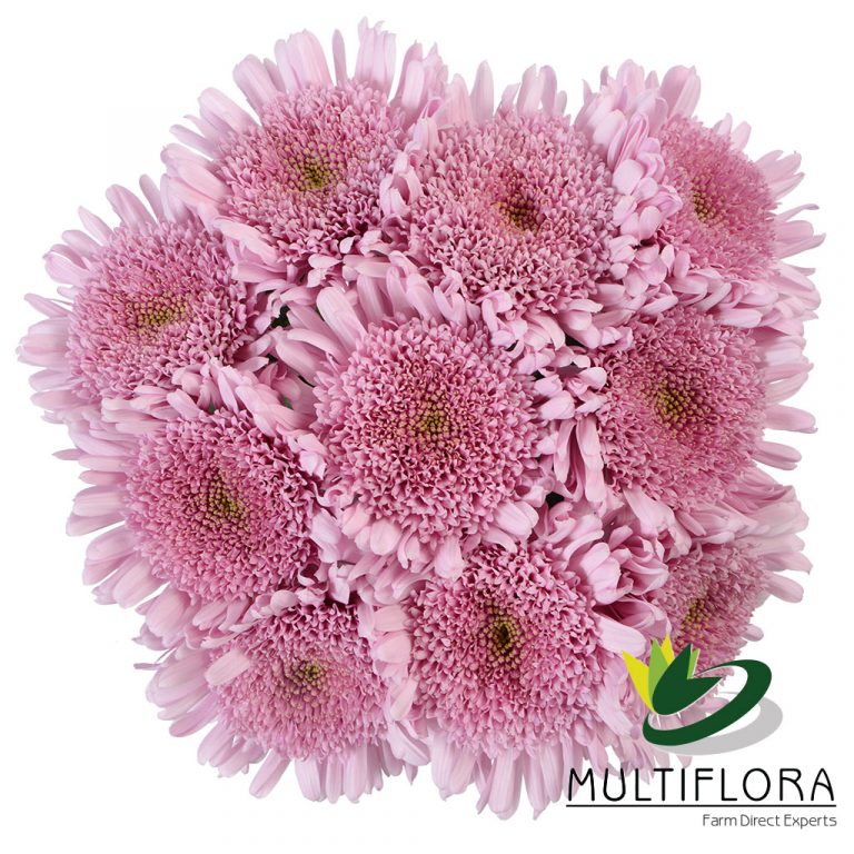 Category: Mums & Cremones | Multiflora