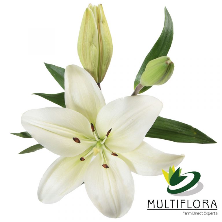 Growing and distributing fresh cut flowers to over 35 countries since ...