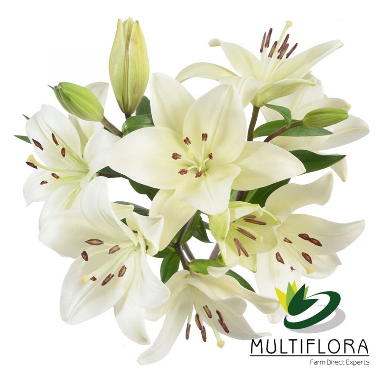 Growing and distributing fresh cut flowers to over 35 countries since ...