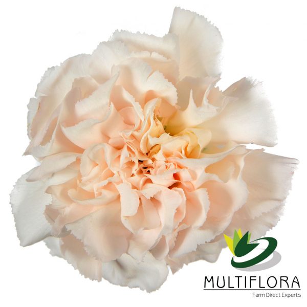 Zurigo | Multiflora