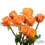 Category: Spray Roses | Multiflora