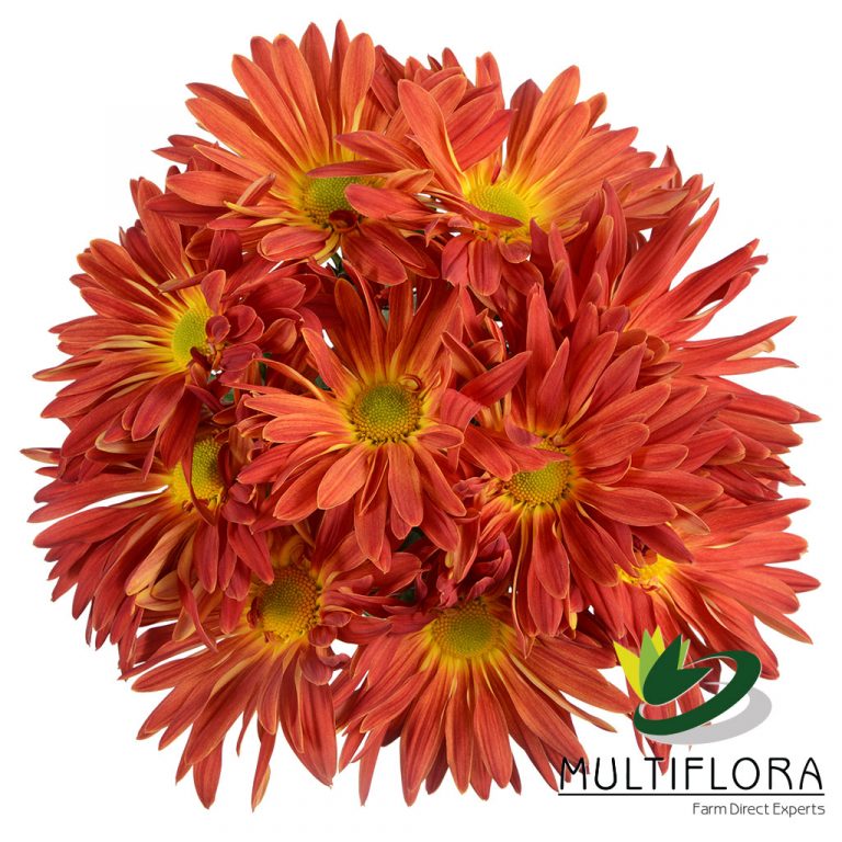 Category: Mums & Cremones | Multiflora