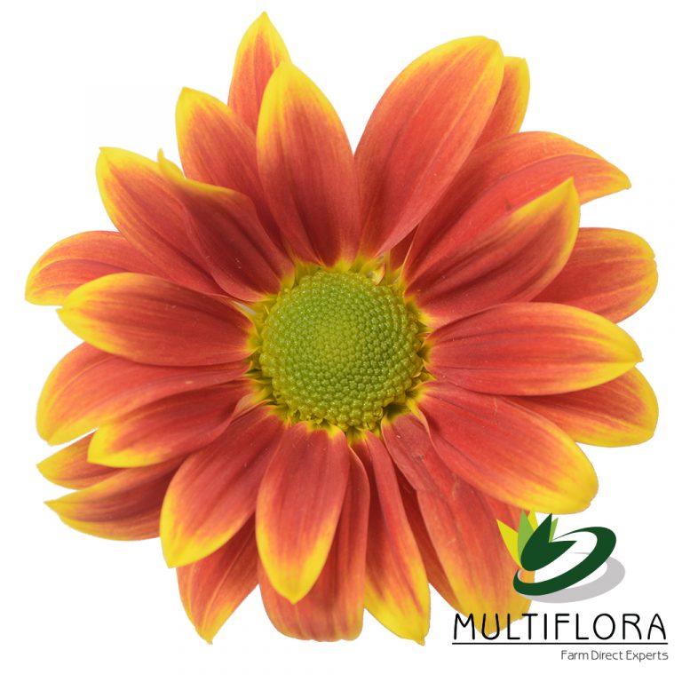 Growing and distributing fresh cut flowers to over 35 countries since ...