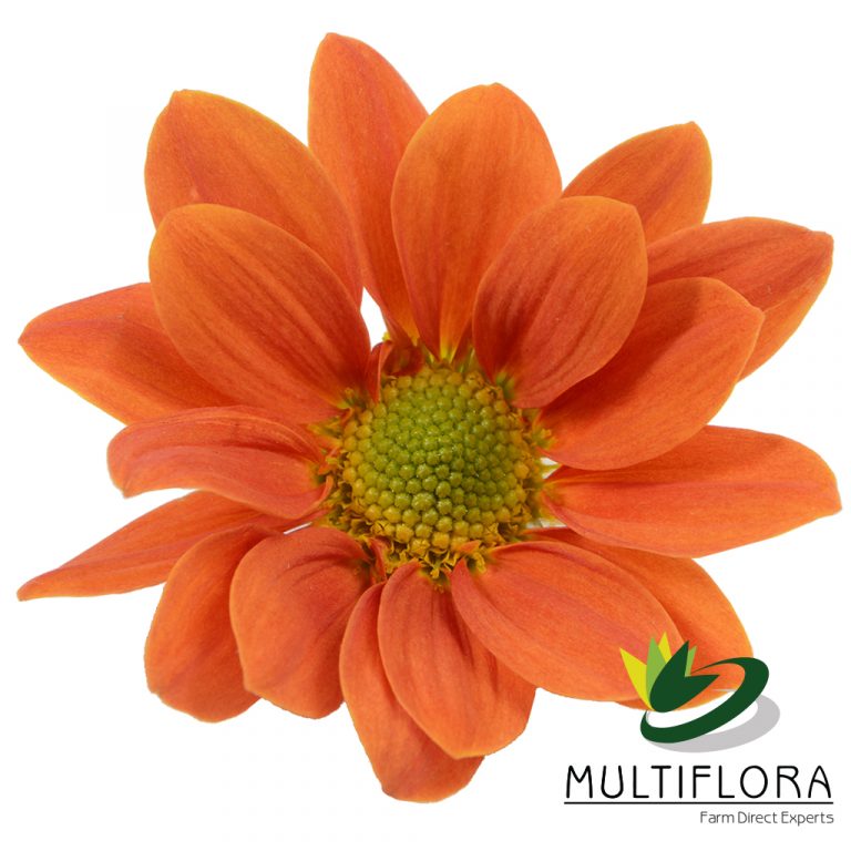Category: Daisy Poms | Multiflora