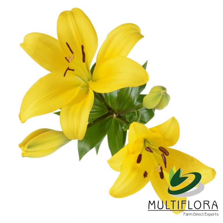 Growing and distributing fresh cut flowers to over 35 countries since ...