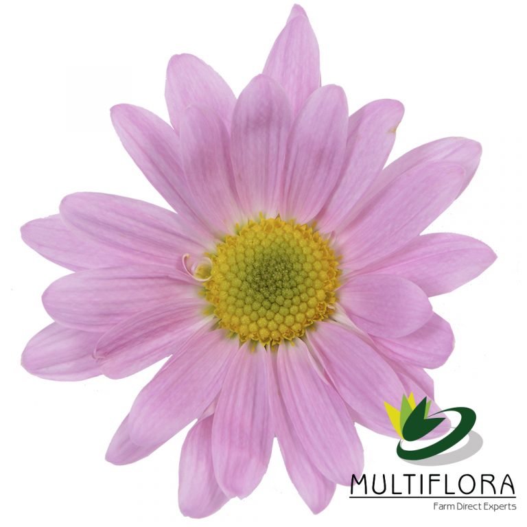 Category: Daisy Poms | Multiflora
