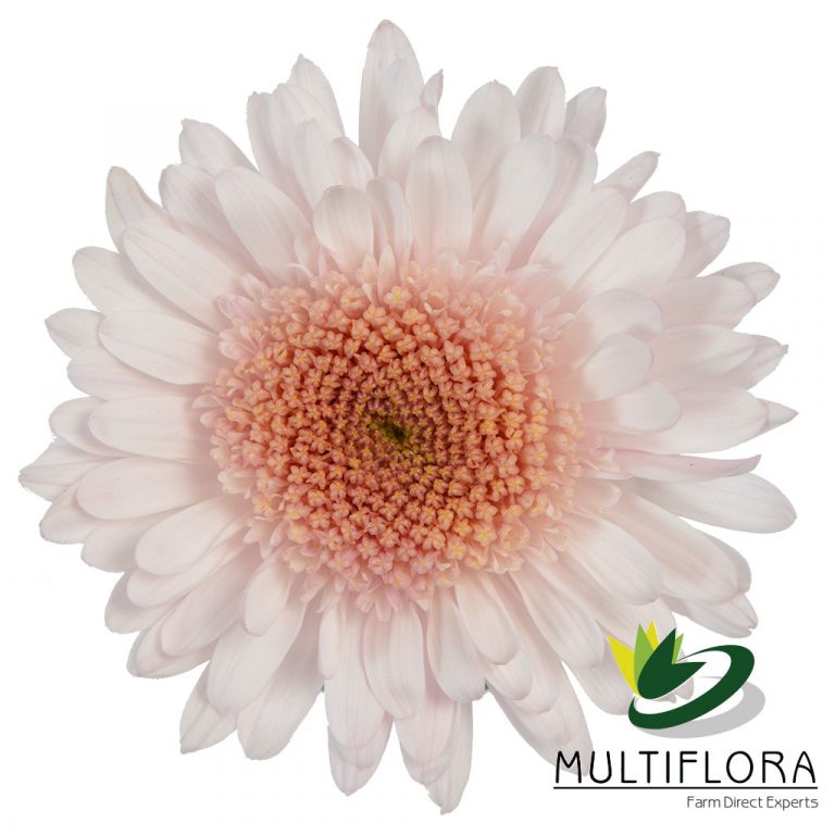 Category: Mums & Cremones | Multiflora