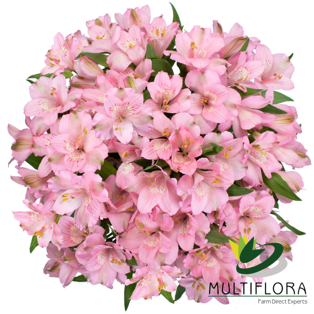 Growing and distributing fresh cut flowers to over 35 countries since ...