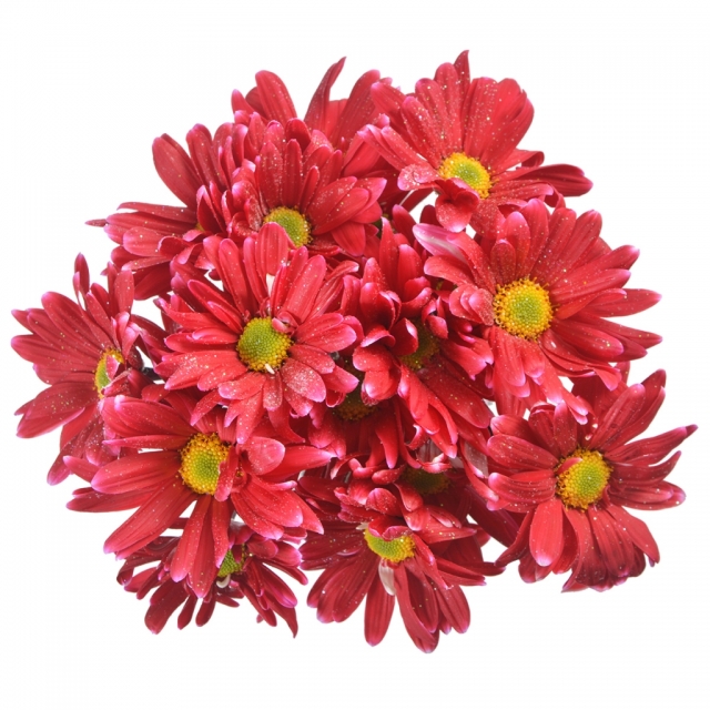 Category: Everyday Daisy Poms | Multiflora